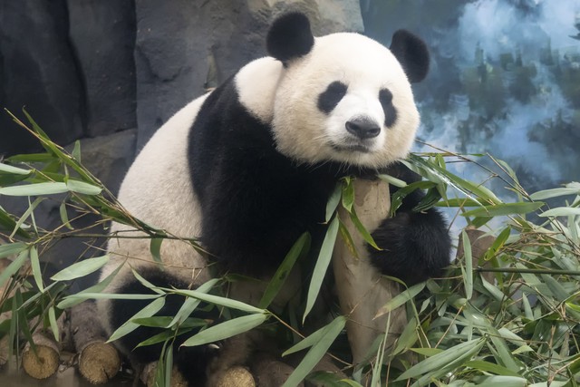 The Story Behind China's Giant Panda Population Rise - iMedia