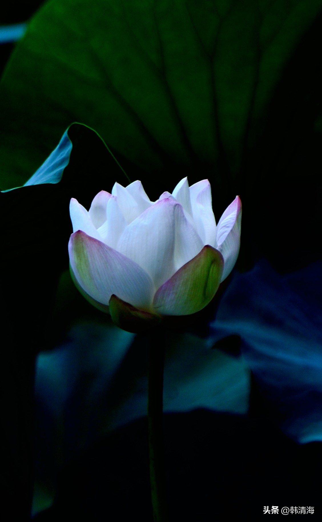 On August 20, 2022, the autumn lotus in Beining Park, Tianjin is bright ...