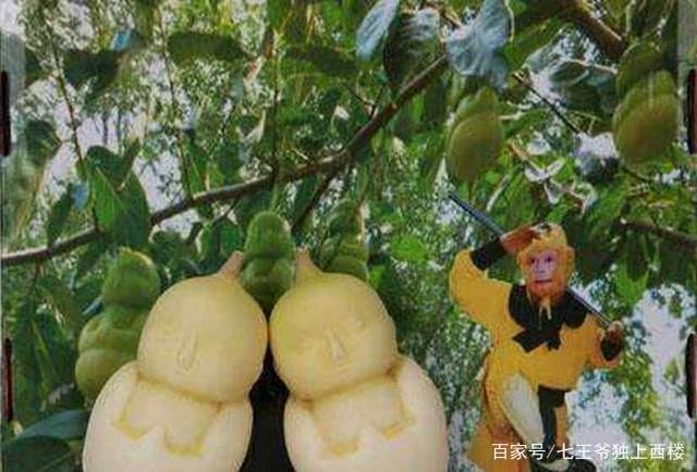 The story of ginseng fruit in Journey to the West - iMedia