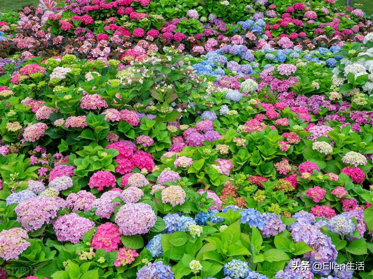 The hydrangea ceiling, Linpingshan Park, a real version of Monet's ...