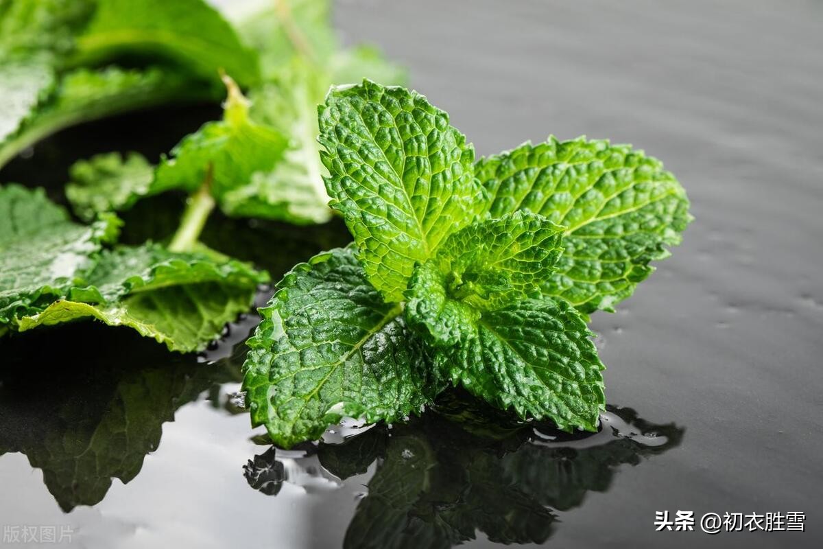 Enjoy reading of five ancient mint poems in summer: green mint leaves ...