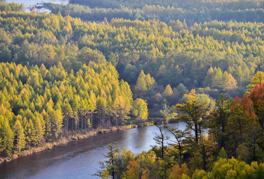 China can be called a forest sea, a vast forest of 330,000 square ...