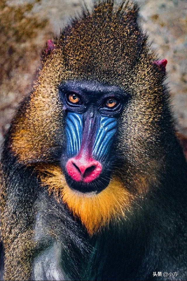 "Monster Biography": The Past and Present of Mandrill and Nian Beast ...