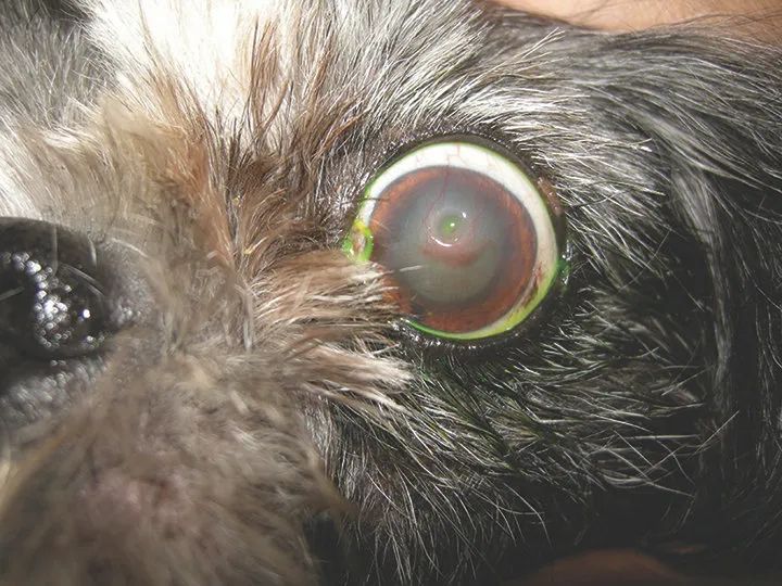 Treating Canine Corneal Ulcers - iNEWS