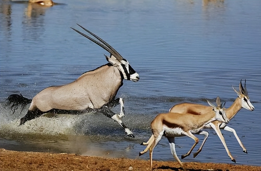 Animal Proverbs - iNEWS