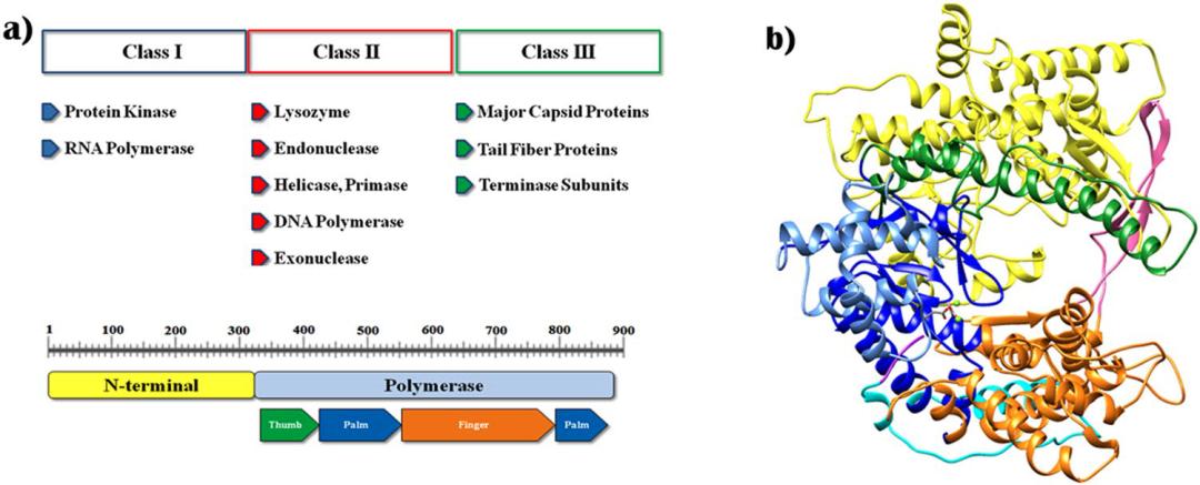 The past and present of T7 RNA polymerase - iNEWS