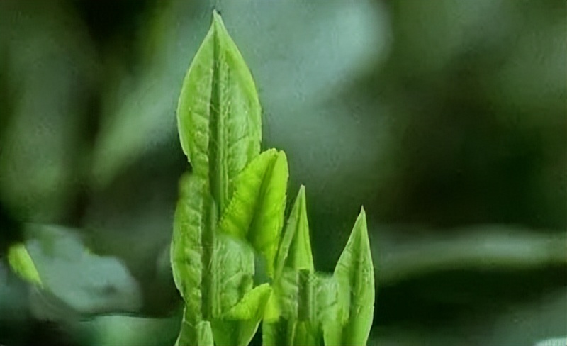 Yellow bud tea Junshan silver needles -- Roots of silver needles are ...