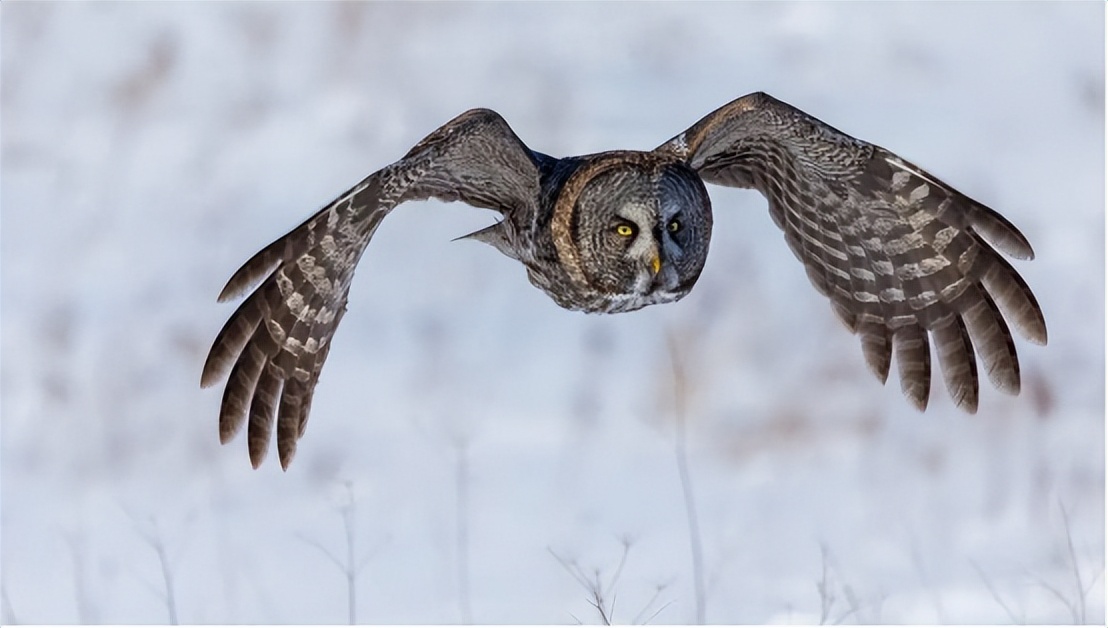 How the Great Gray Owl Spots Prey Hiding Under Snowdrifts - iNEWS