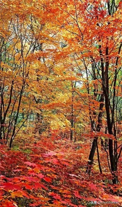 Squirrel in the Forest - Childhood Memories - iNEWS