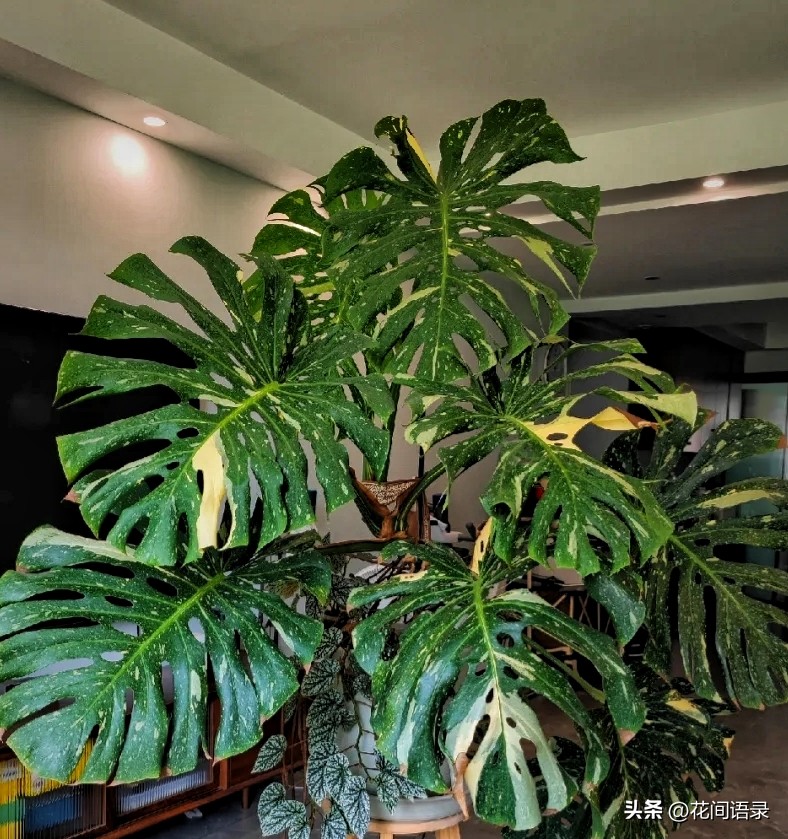 It's really cool to grow green plants with "strong aura" indoors, one ...