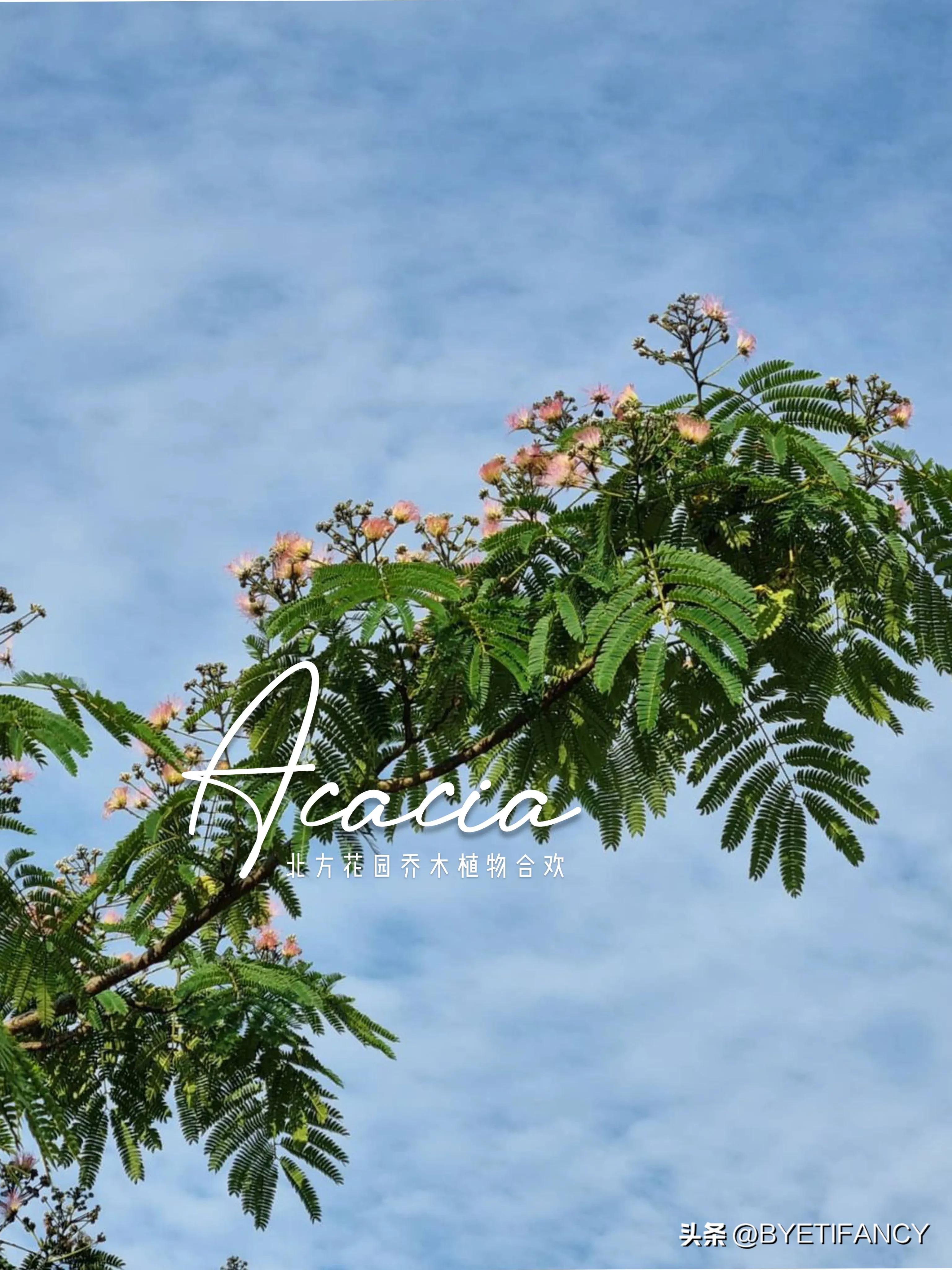 Northern garden arbor plant Albizia juliensis - iNEWS