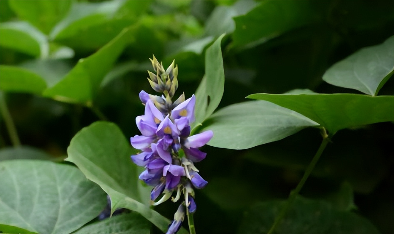 Take you to identify kudzu flower - iNEWS