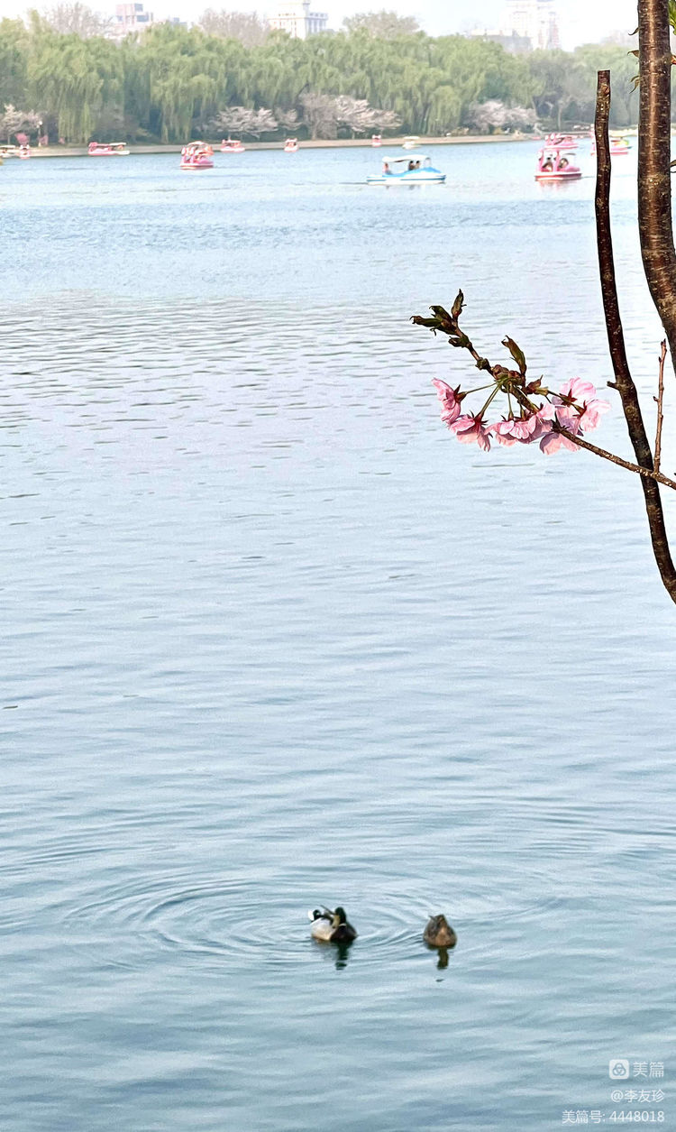 Only when the spring breeze blows the snow and the fragrance——The ...