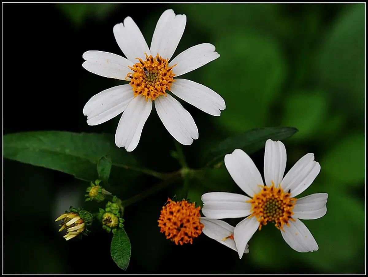 Scientific research finds that plants also have memory - iNEWS