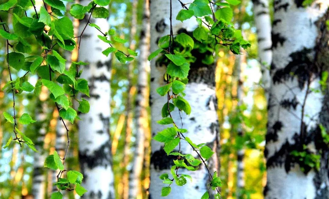plant worship in russia - iNEWS