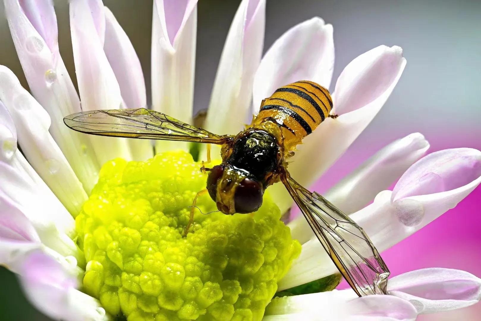The Source of Honey (Photography) - iMedia