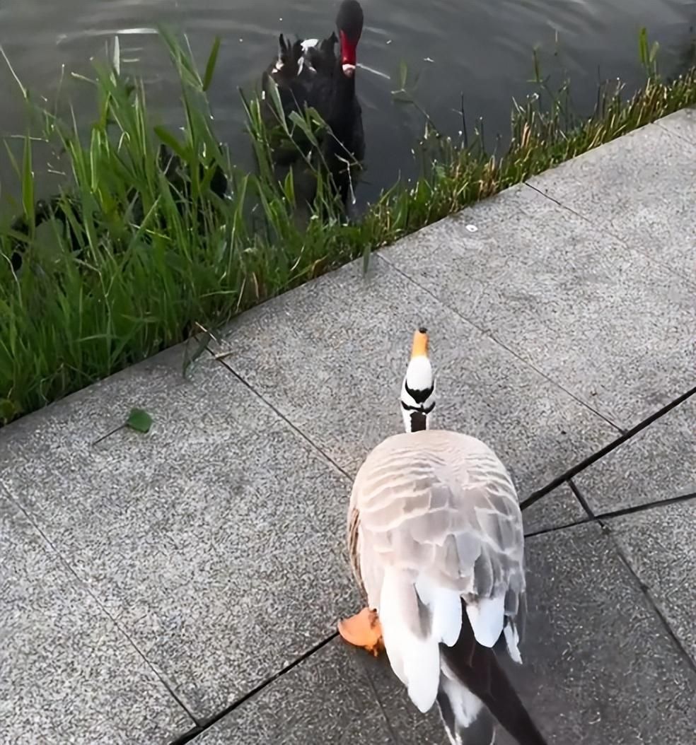 Internet celebrity geese kicked to death follow-up: tourist was beaten ...