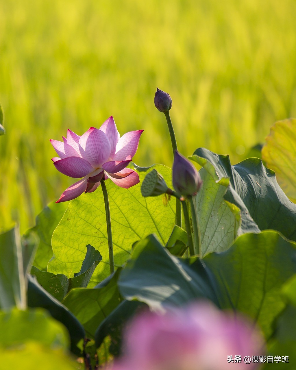 5 lotus photography tips - iNEWS