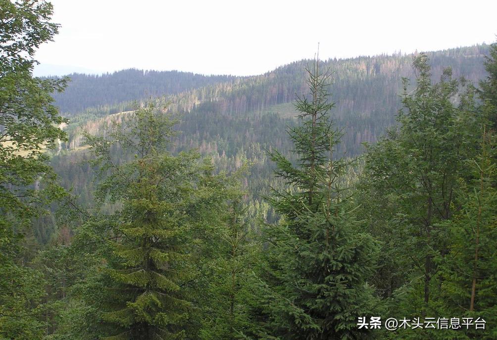 The world's top ten "longevity tree" is also the main wood for making ...