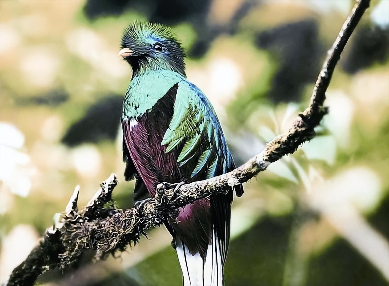 What was unique about feather craft in ancient Mesoamerican cultures ...