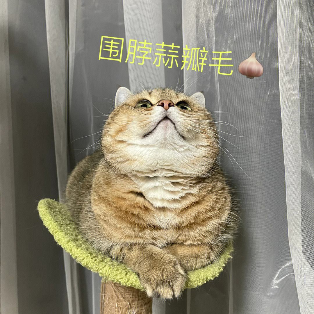 The cat has "garlic petal hair", which means it is well-raised? - iMedia