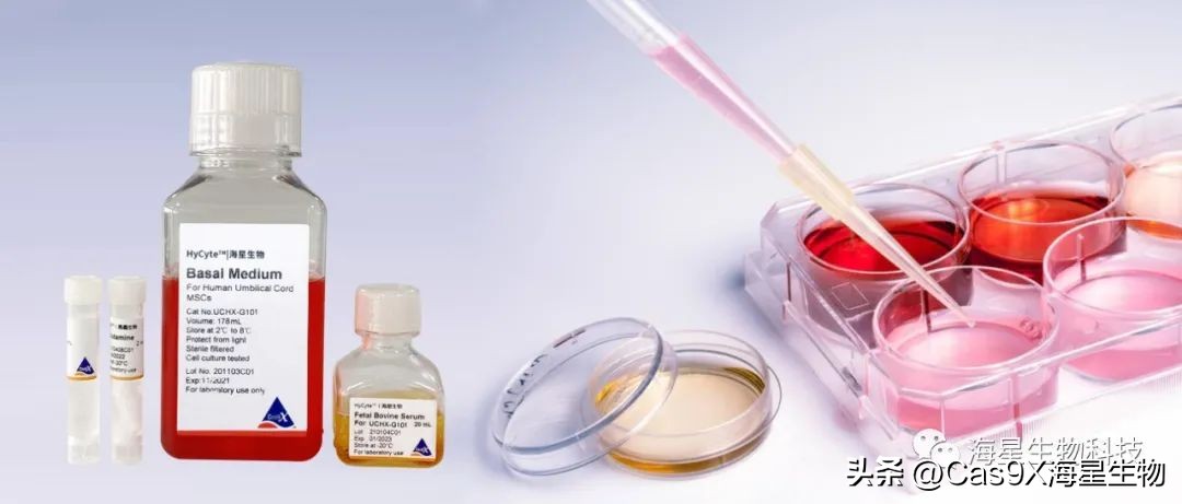 HEK-293 cell culture characteristics and precautions - iNEWS