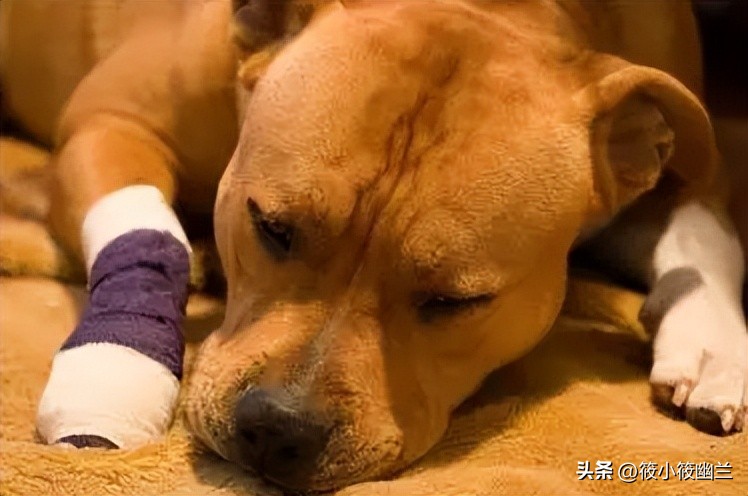 How to correctly distinguish between a dog sprain and a fracture? - iNEWS