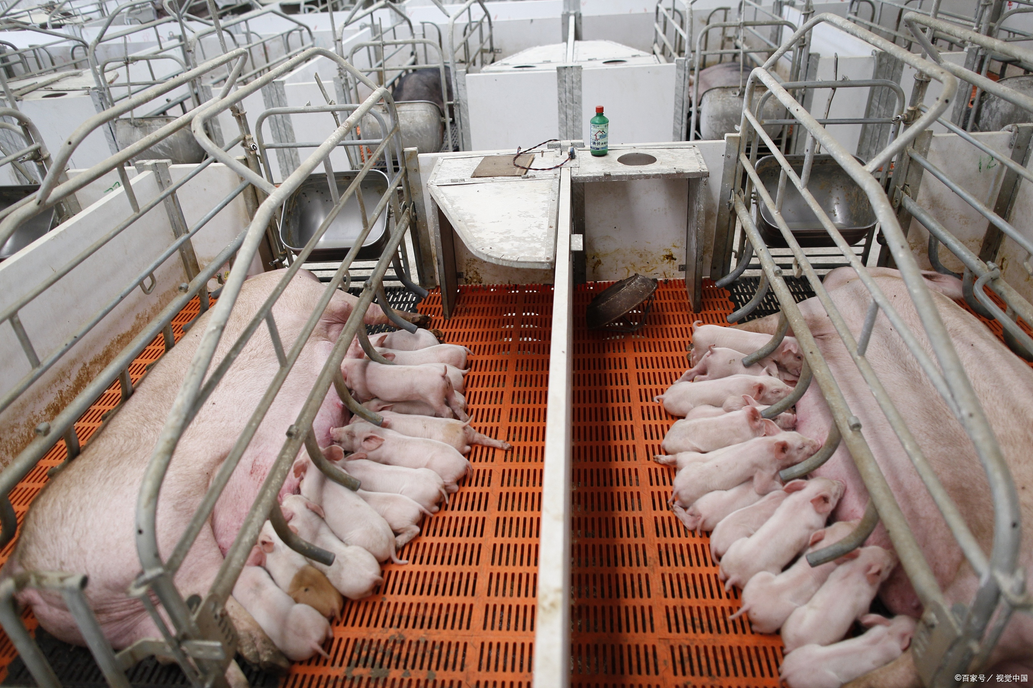 Postpartum feeding and management of sows - iMedia
