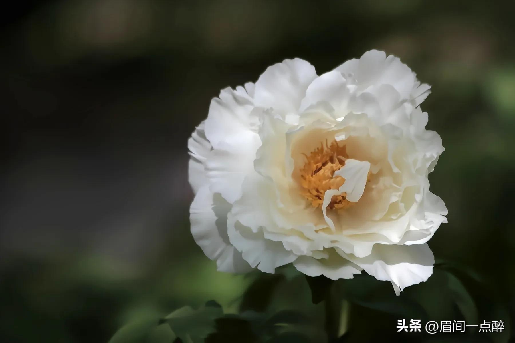 The guardian beyond the sea of flowers - learn about the mysterious ...