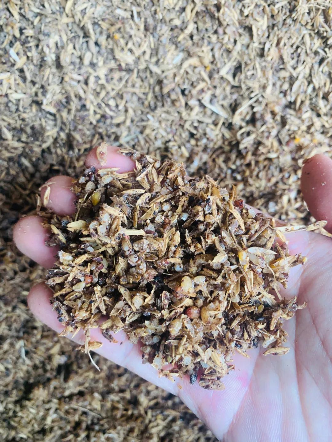 The secret of Jiahu's brewing process - Run Liang! - iNEWS