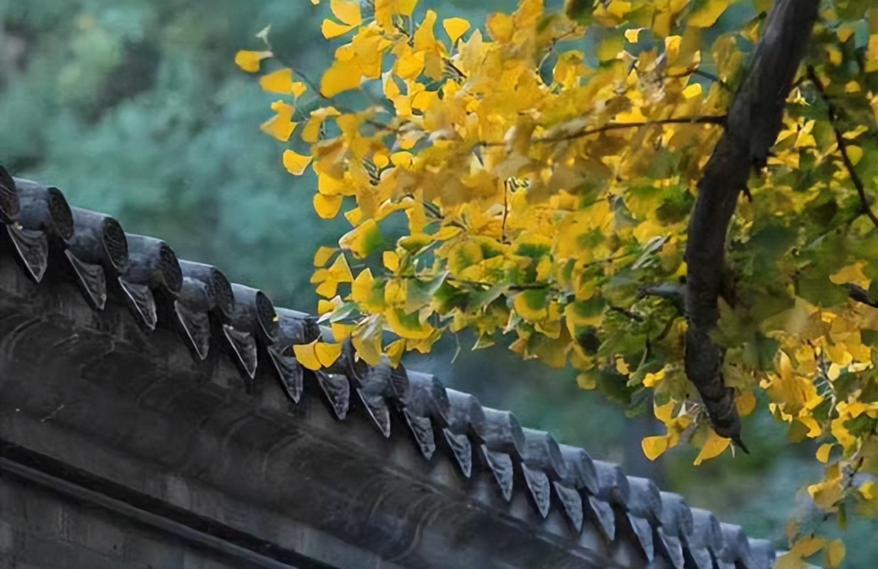 "Su Shu": Only by focusing on your own strengths can you break through ...