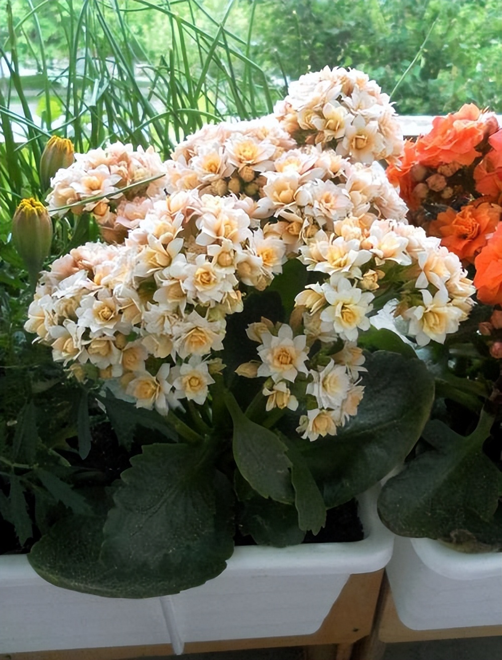 3 kinds of tenacious and beautiful flowers, can live with soil, bloom a ...