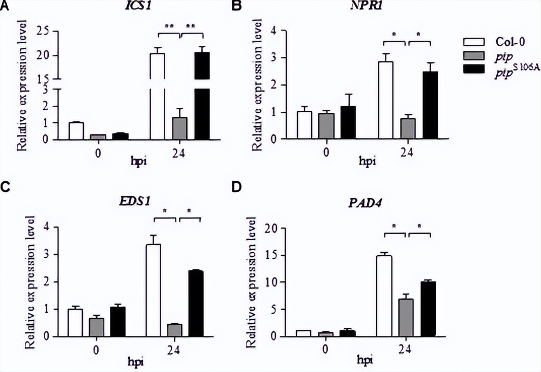 Proline iminopeptidase regulates bacterial movement and its impact on ...