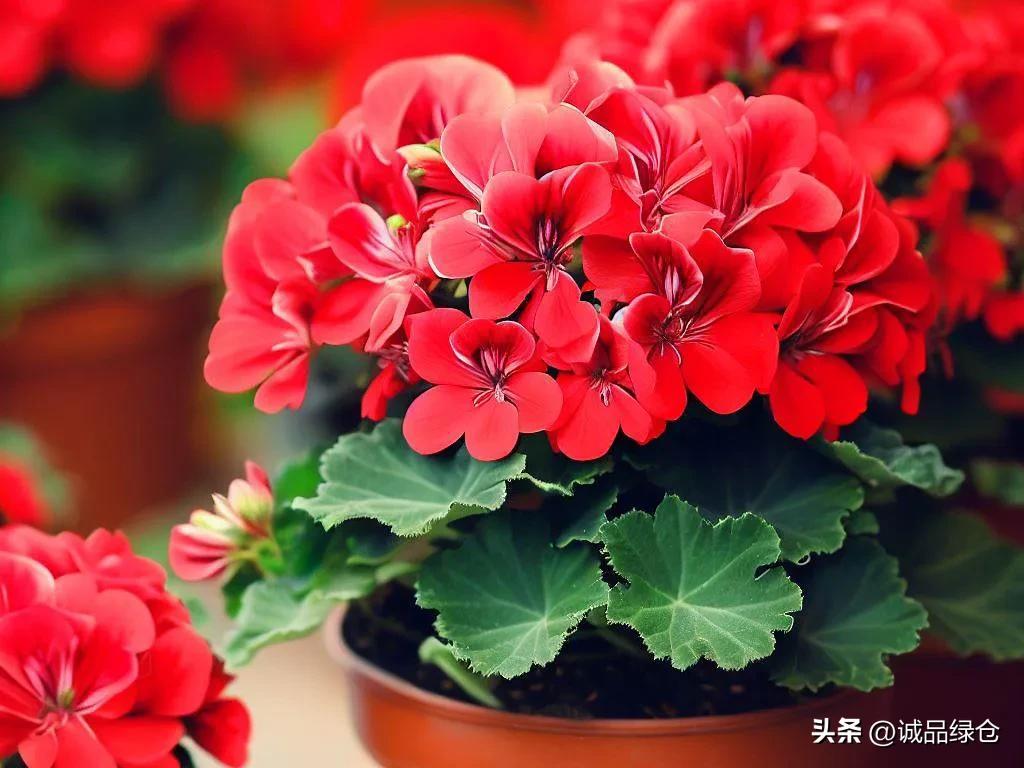 The fastest way to root geranium cuttings is easy to see and learn ...