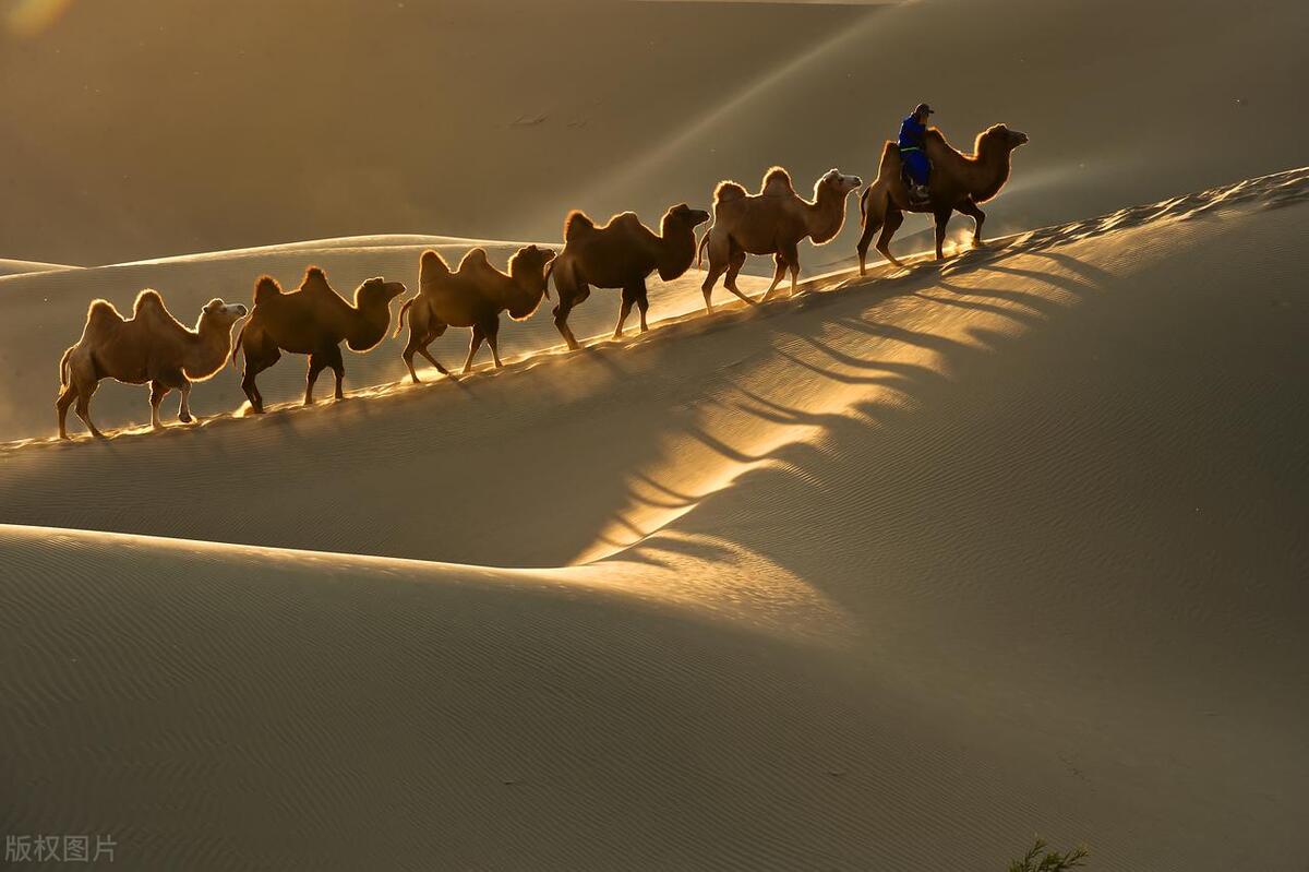 Camels eat cactus, why are they not afraid of pricking their mouths ...