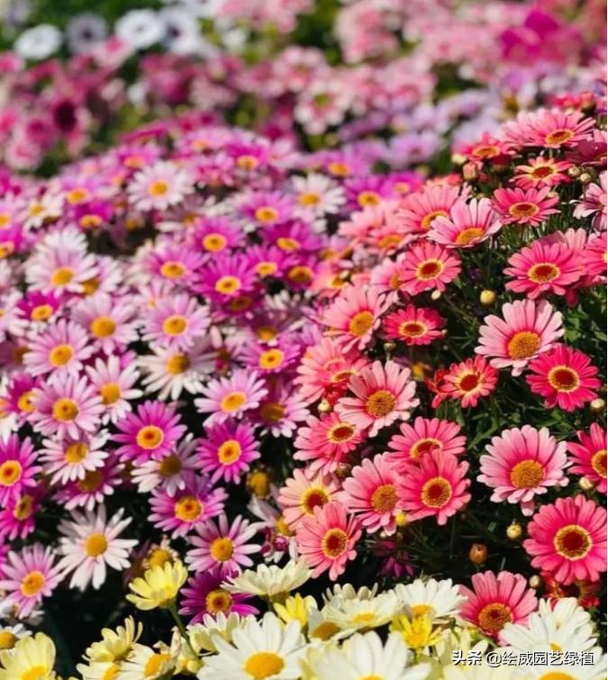 A lazy flower suitable for "low-cost", it can live in the soil, and it ...