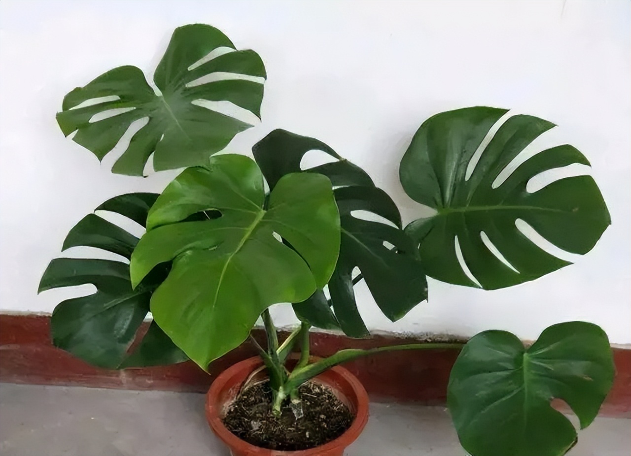 How to raise monstera to be more prosperous?Master these 3 little ...