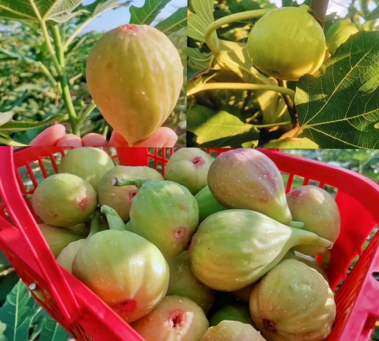 The "Huiling Fig Sightseeing Picking Garden" by the Han River is ripe ...