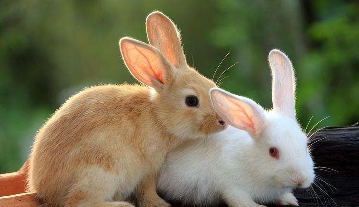 Can erythromycin be used for ringworm in rabbits? - iNEWS