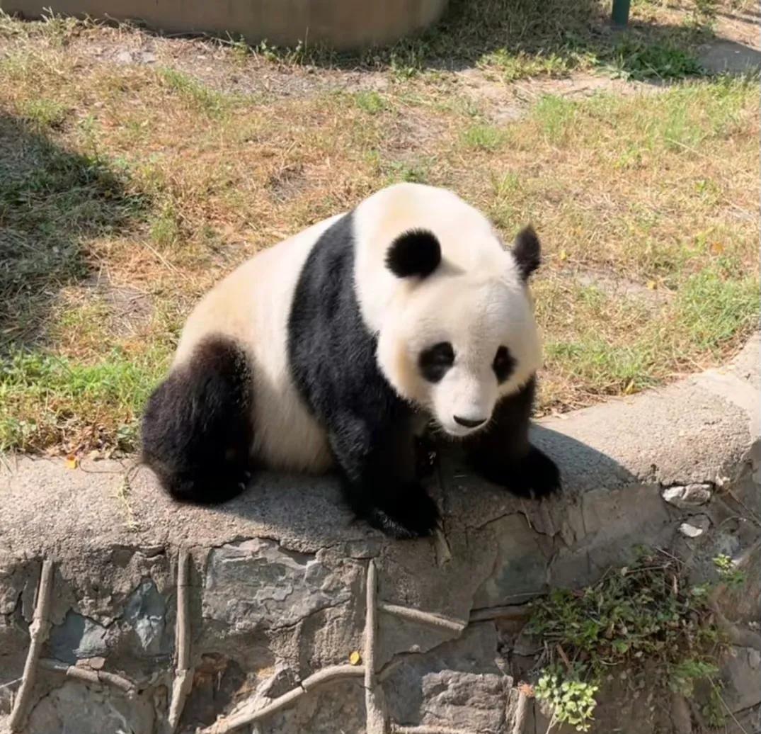 Loved by male bears, giant panda Ximei is eager to protect her cubs ...
