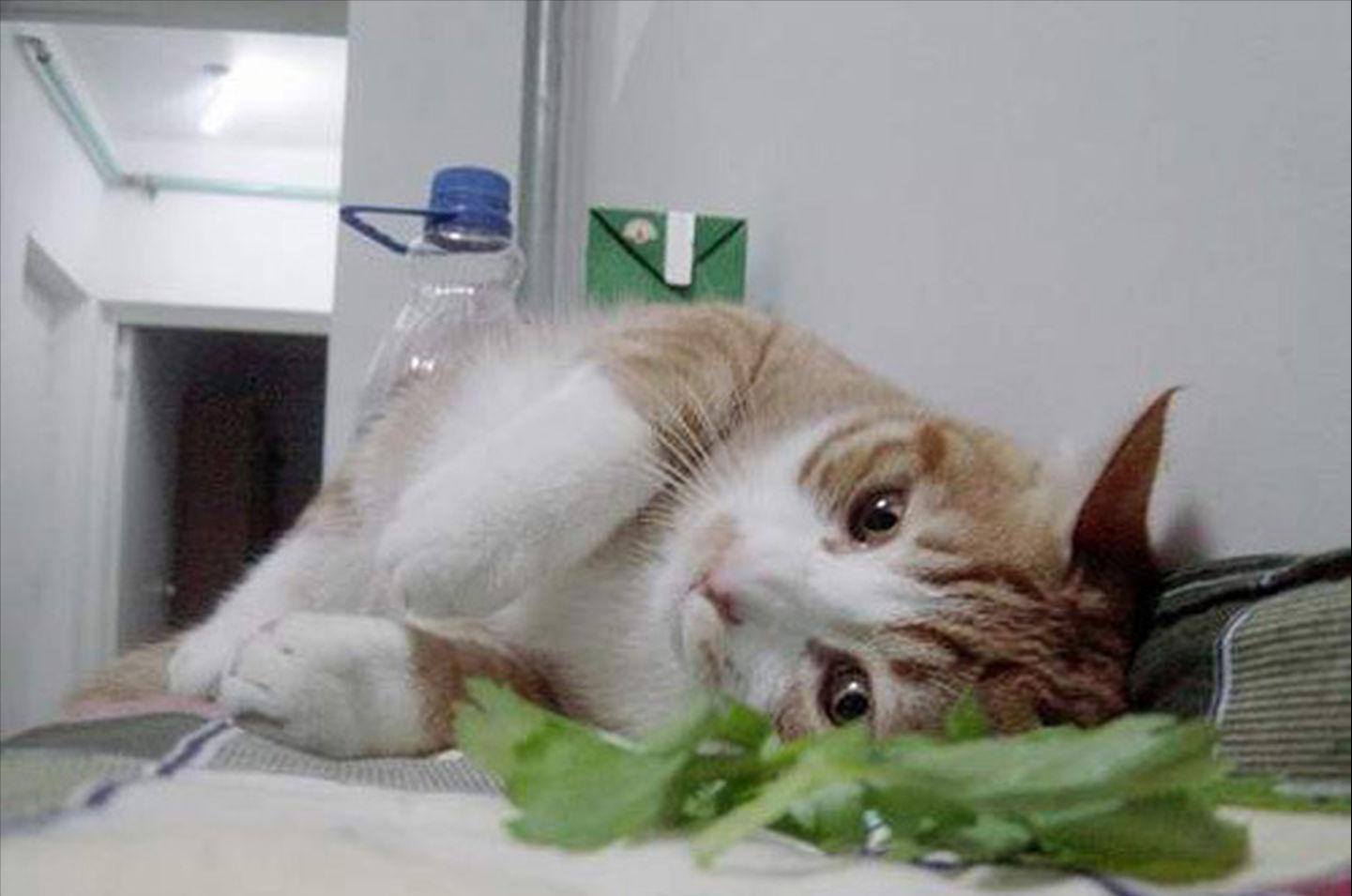 Will cats become addicted to catnip?Is it harmful to smoke frequently ...