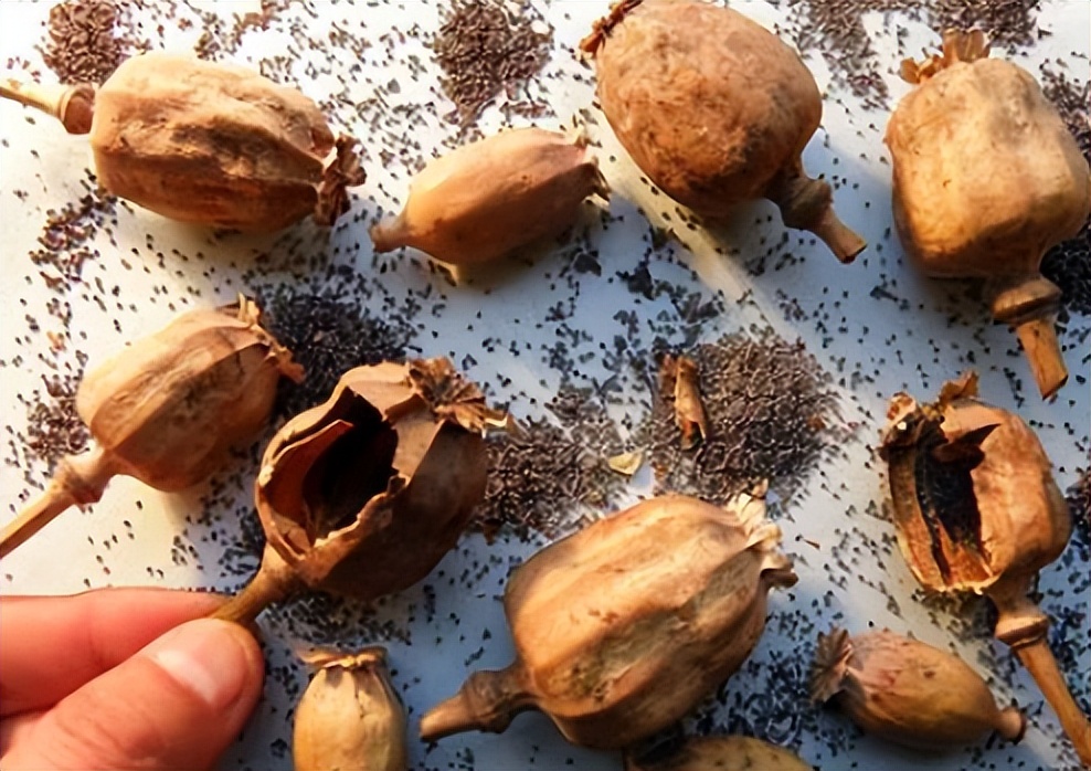 "Poppy shell: the mysterious seasoning in the barbecue world, revealing ...