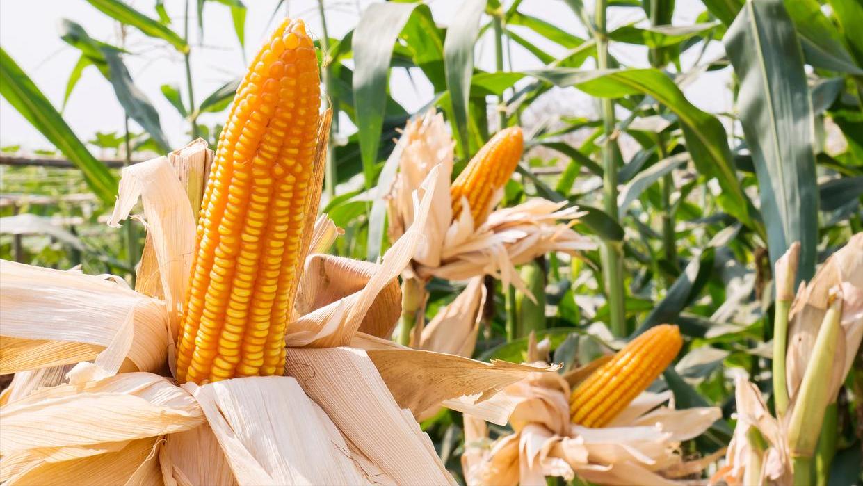 How do genetic traits in maize affect photosynthesis? - iNEWS