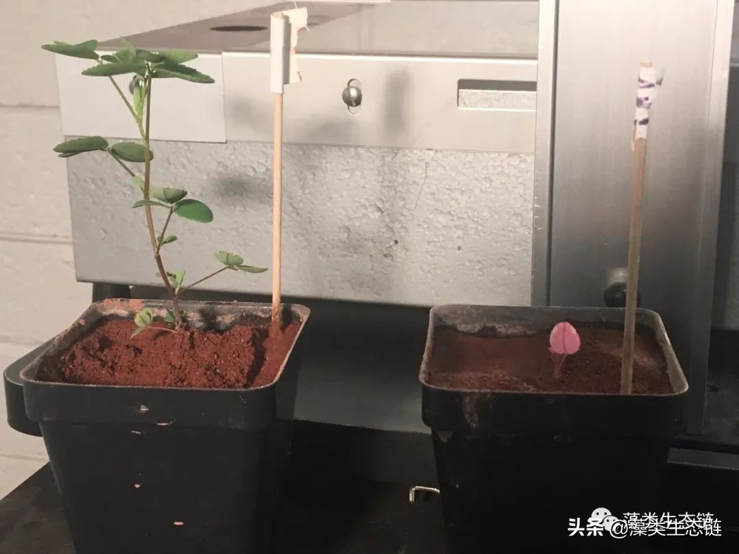 Bacterial symbiosis boosts clover growth in Martian-like soil - iNEWS