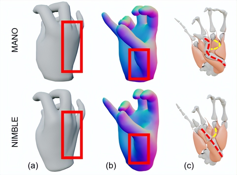 Real restoration of hand muscles, digital human hands have skeletal ...