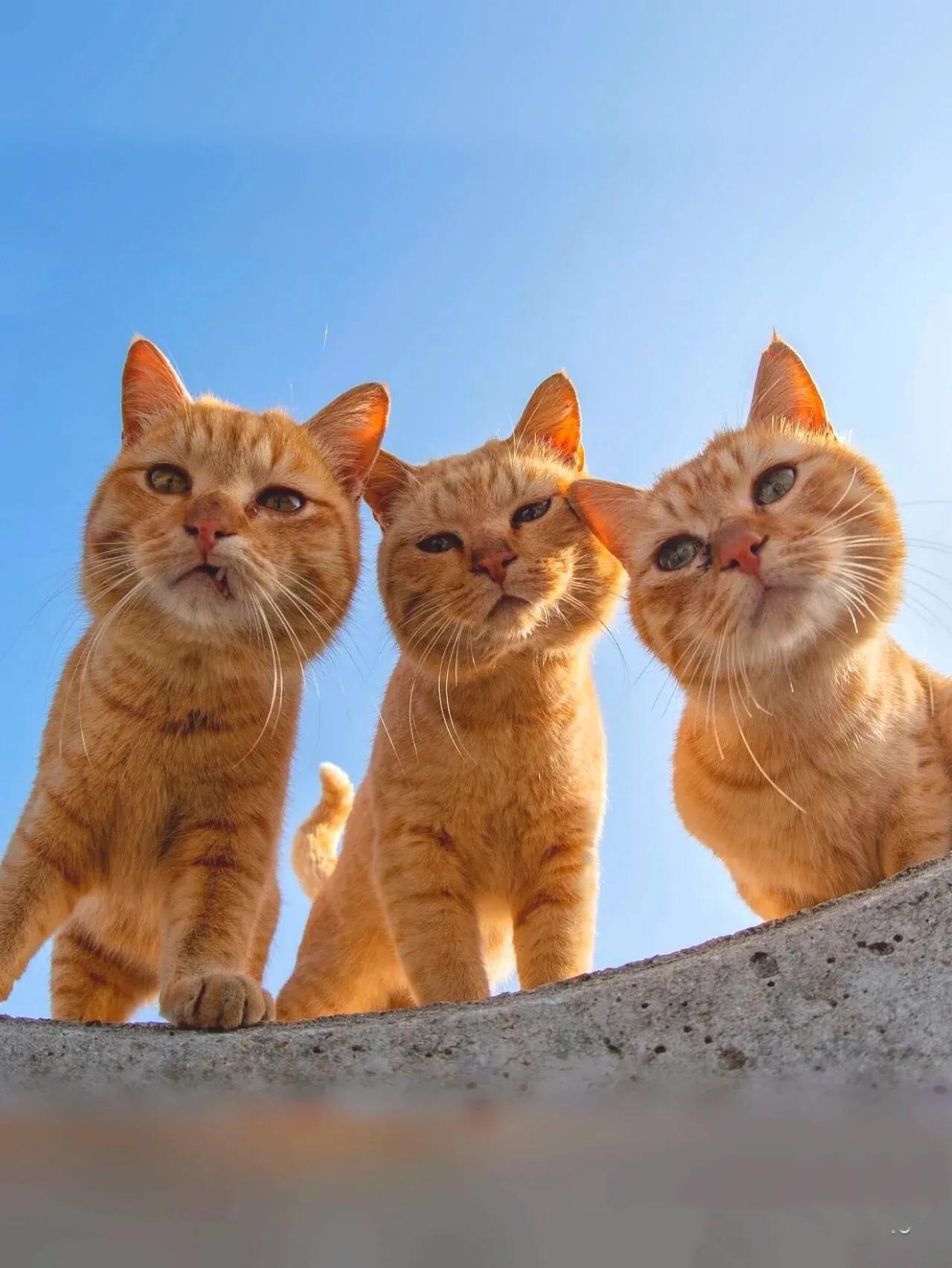 [Super cured orange cats] - iNEWS