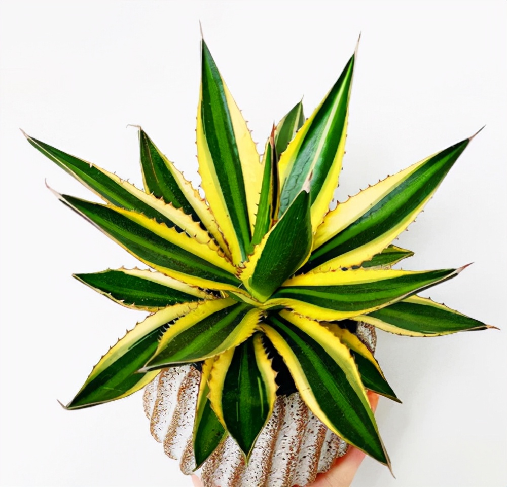 Succulent varieties: Meijishou, multi-edge jade, cloth ball, Isuzu jade ...
