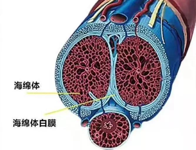 Can the hardening of the corpus cavernosum be cured? - iNEWS