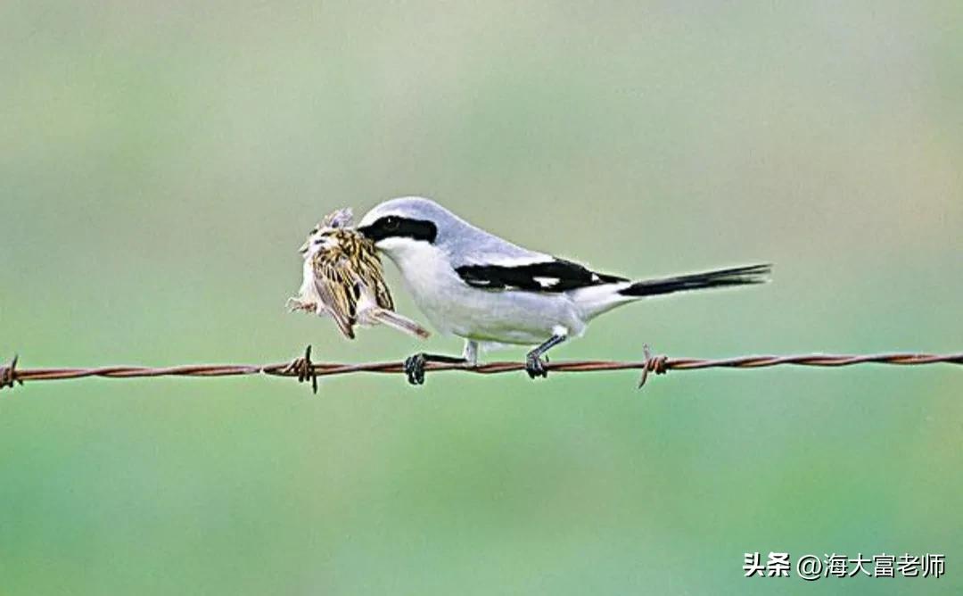 Shrike: Petite but "butcher among birds", acting like a vampire ...