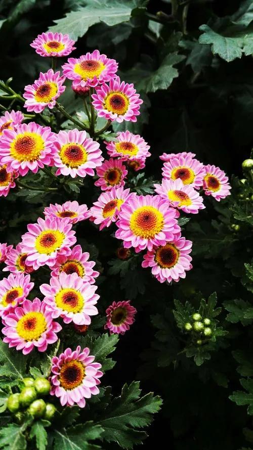 Ancient Poetry·Liju - iNEWS